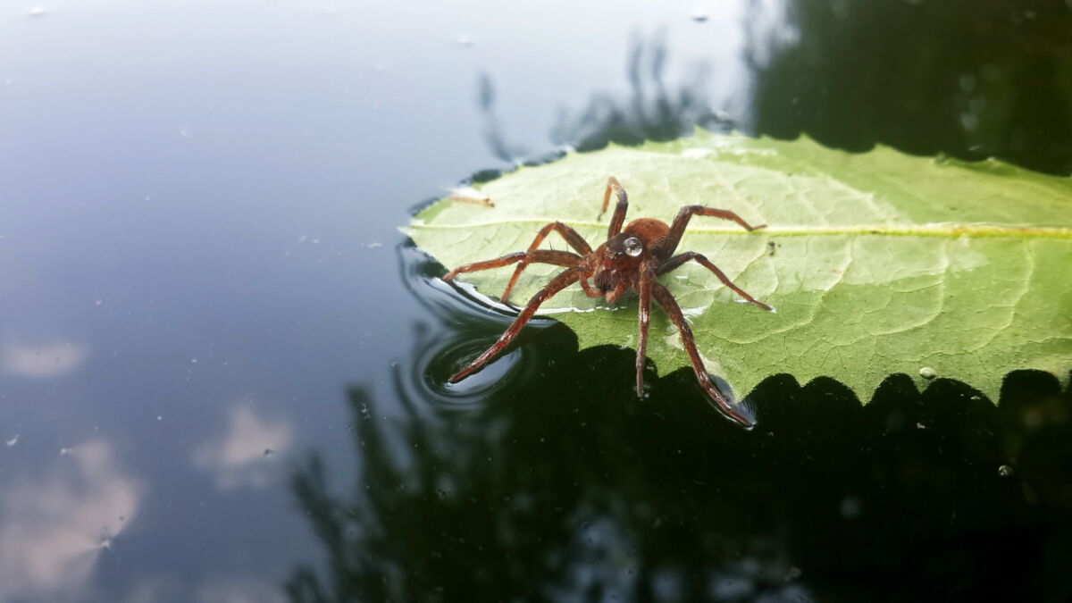 Did you know tarantulas can swim? This video will send a shiver down ...
