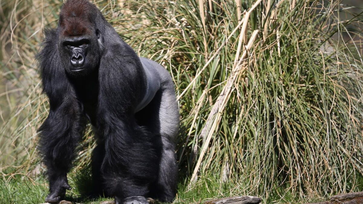 Photograph Captures the World’s Rarest Great Ape