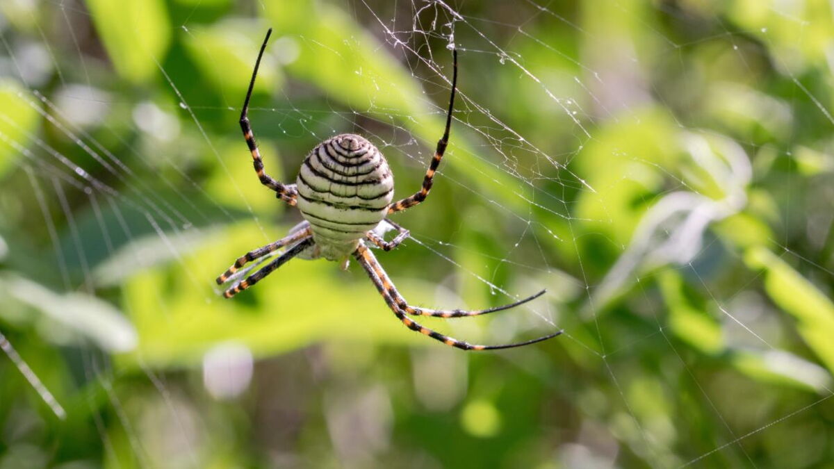 A real life version of the spider from harry potter has been discovered