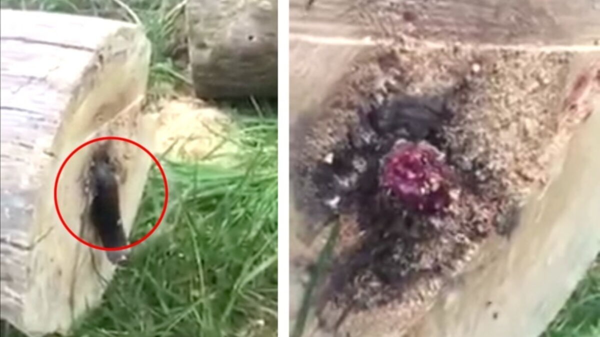 He cut down a tree but you won’t believe what else he chopped in two