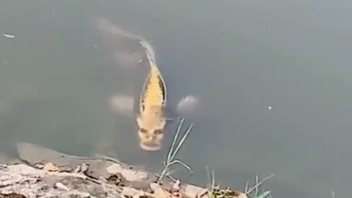 This Chinese fish with a ‘human face’ has been terrifying web users (VIDEO)