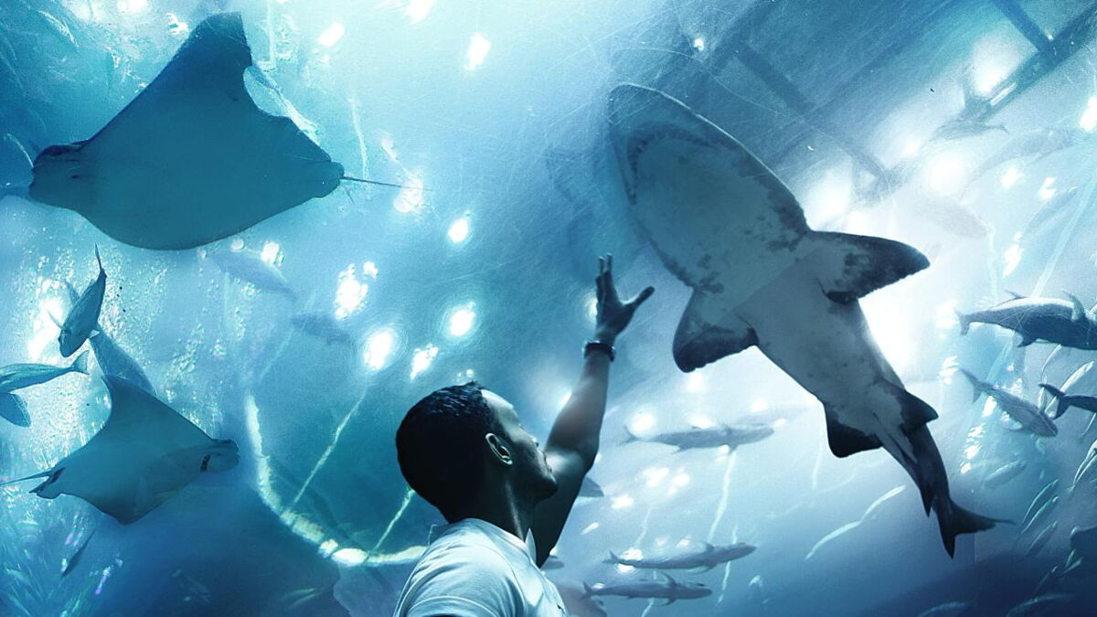 Sharks and rays are disappearing from oceans at alarming rate