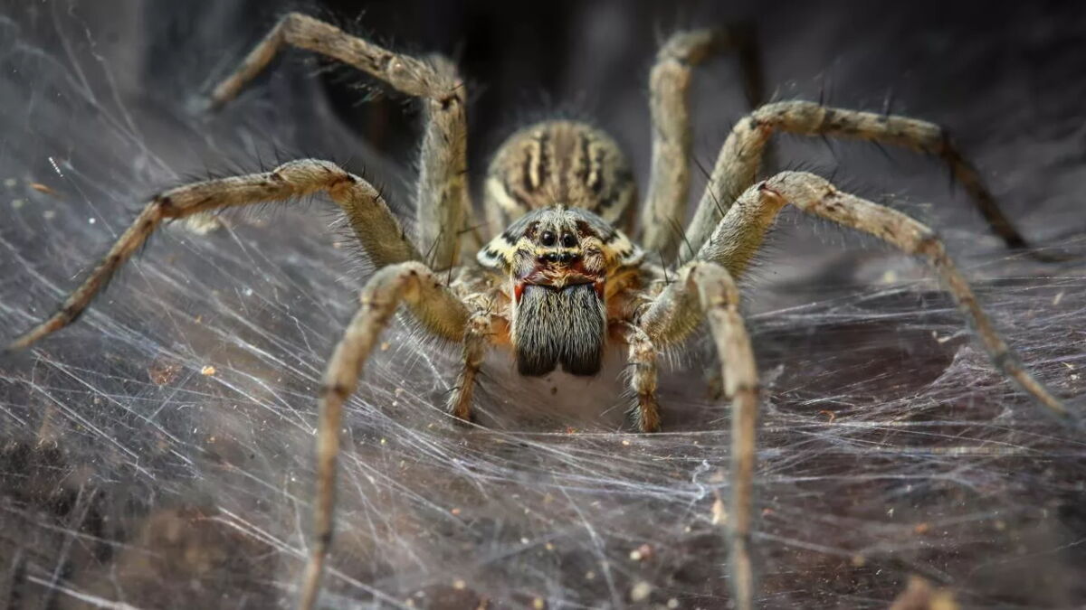 Scientists say spiders could eradicate humans from Earth within a year