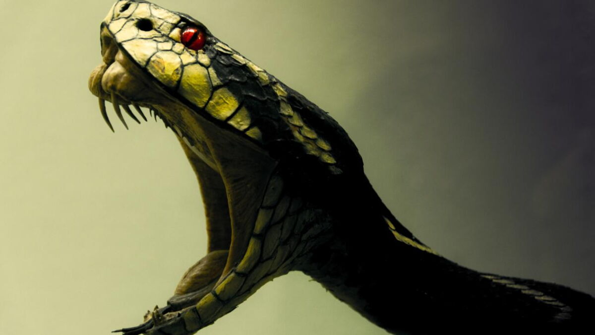 The secret behind the evolution of snake venom has finally been revealed