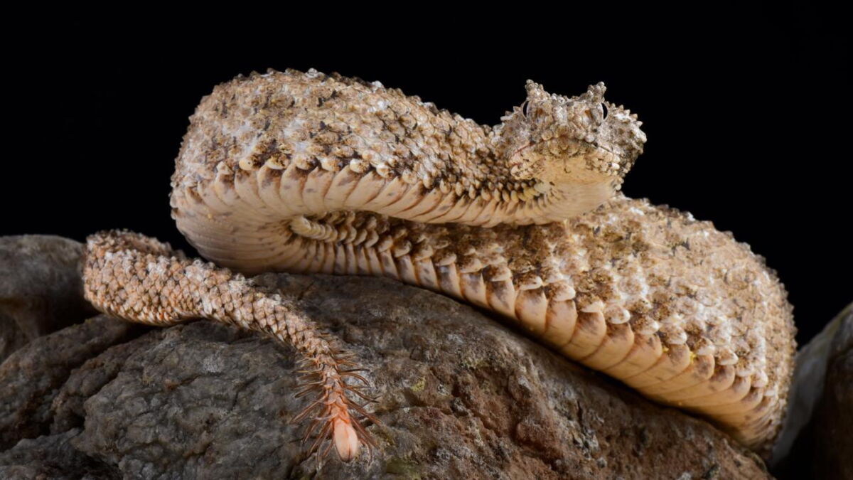 This Iranian viper catches its prey by pretending to be... a spider!