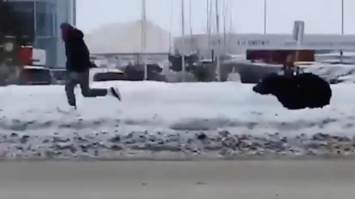 Watch this bear chase a man across town