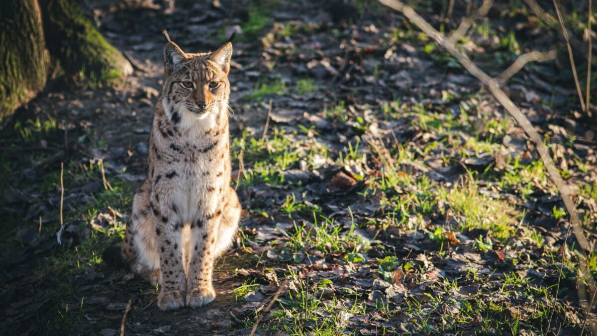 A beekeeper managed to film a dozen animal species over three years ...