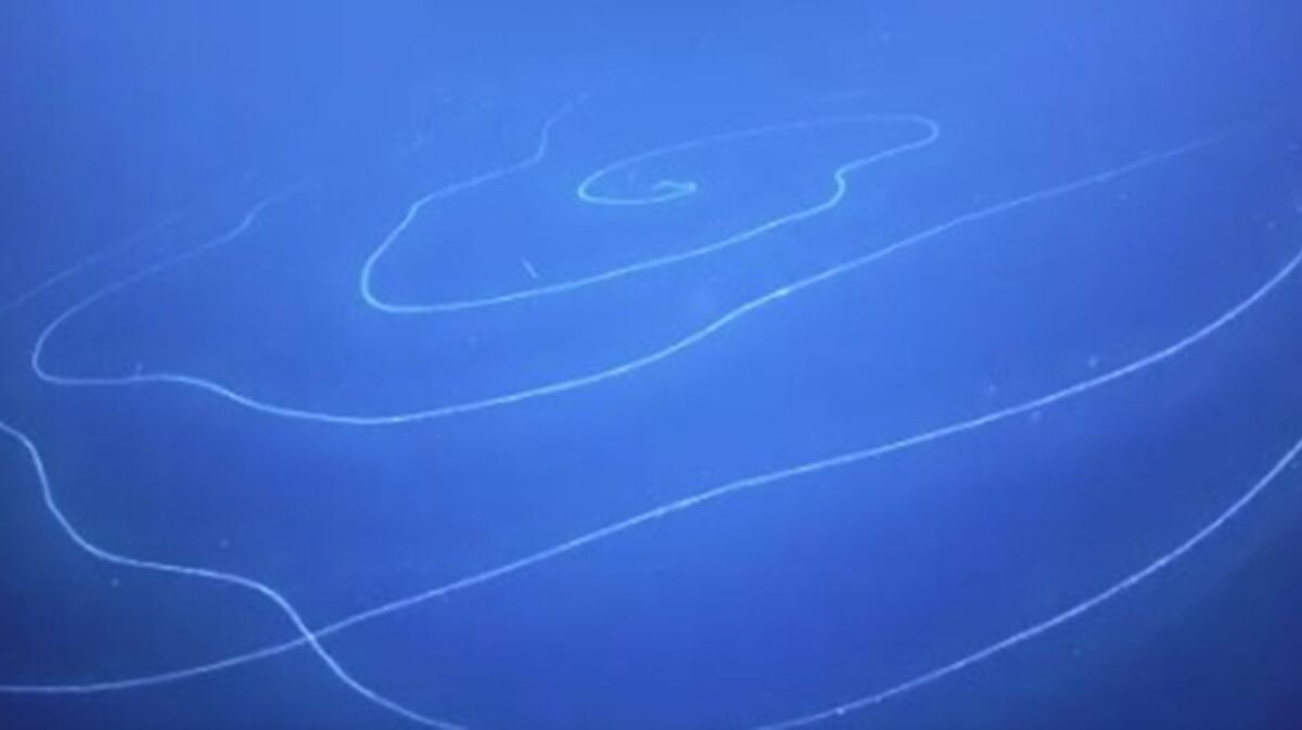 The longest animal was discovered near Australia