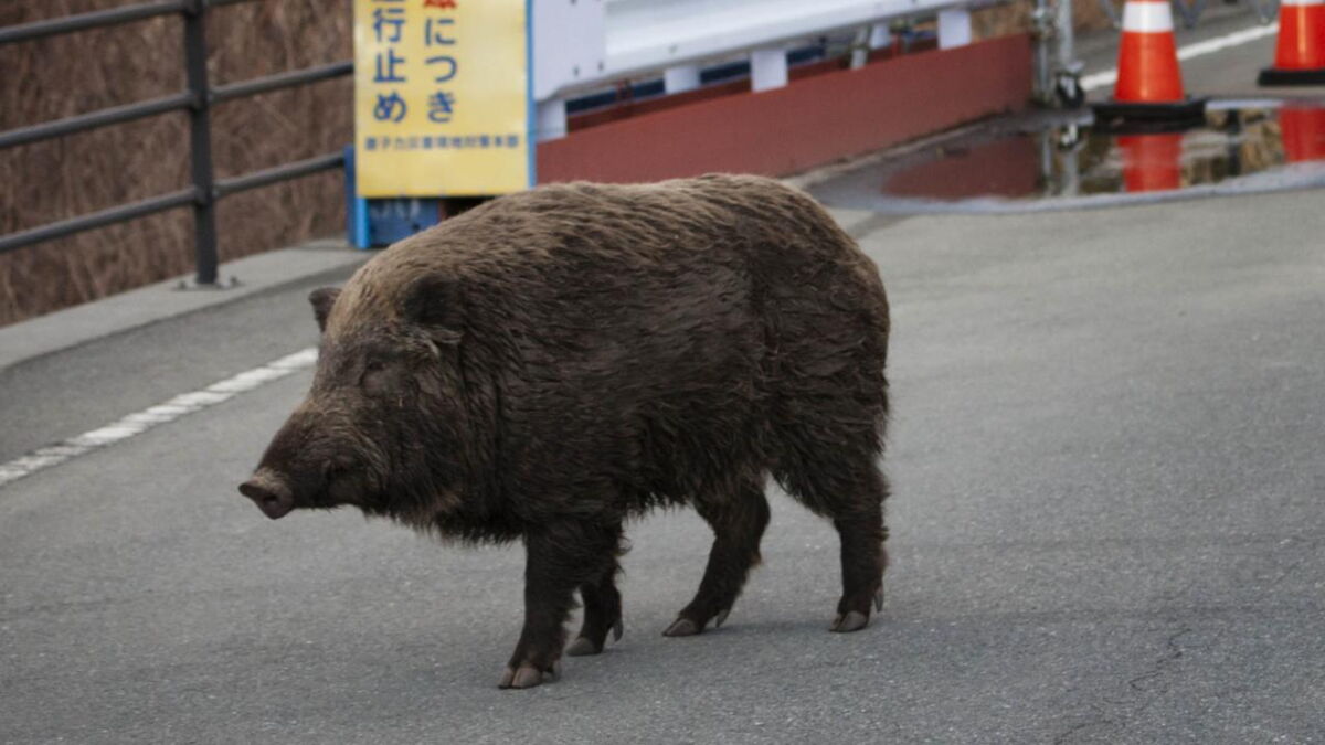 Fukushima: 'Hybrid' pigs roam the streets in Japan after nuclear accident