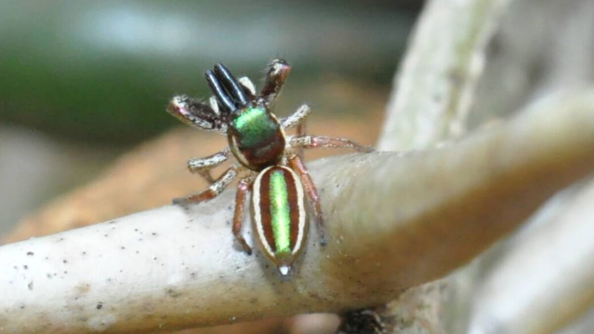 Meet Bagheera kiplingi: The only vegetarian spider in the world