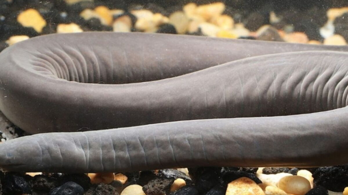 Mysterious eyeless, worm-like amphibians spotted in Florida