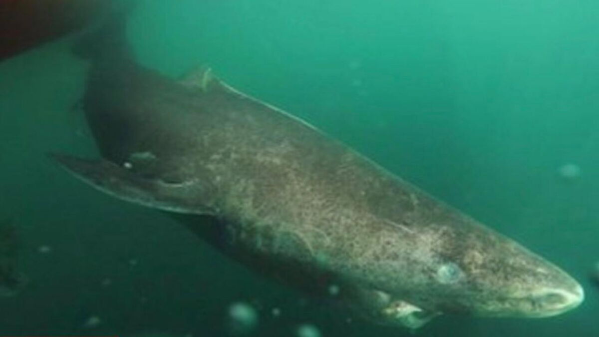 This 400-year-old shark is the oldest vertebrate on Earth