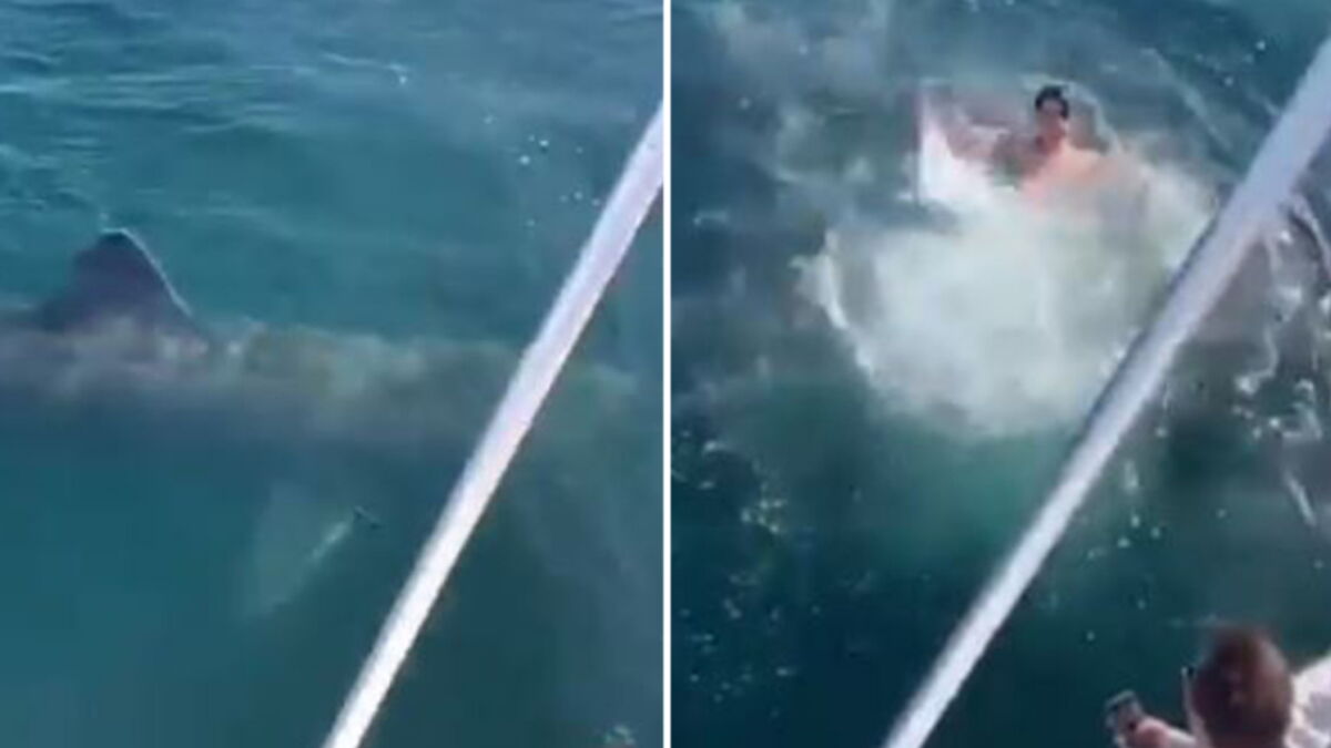 Drunken man throws himself at a massive shark from his boat