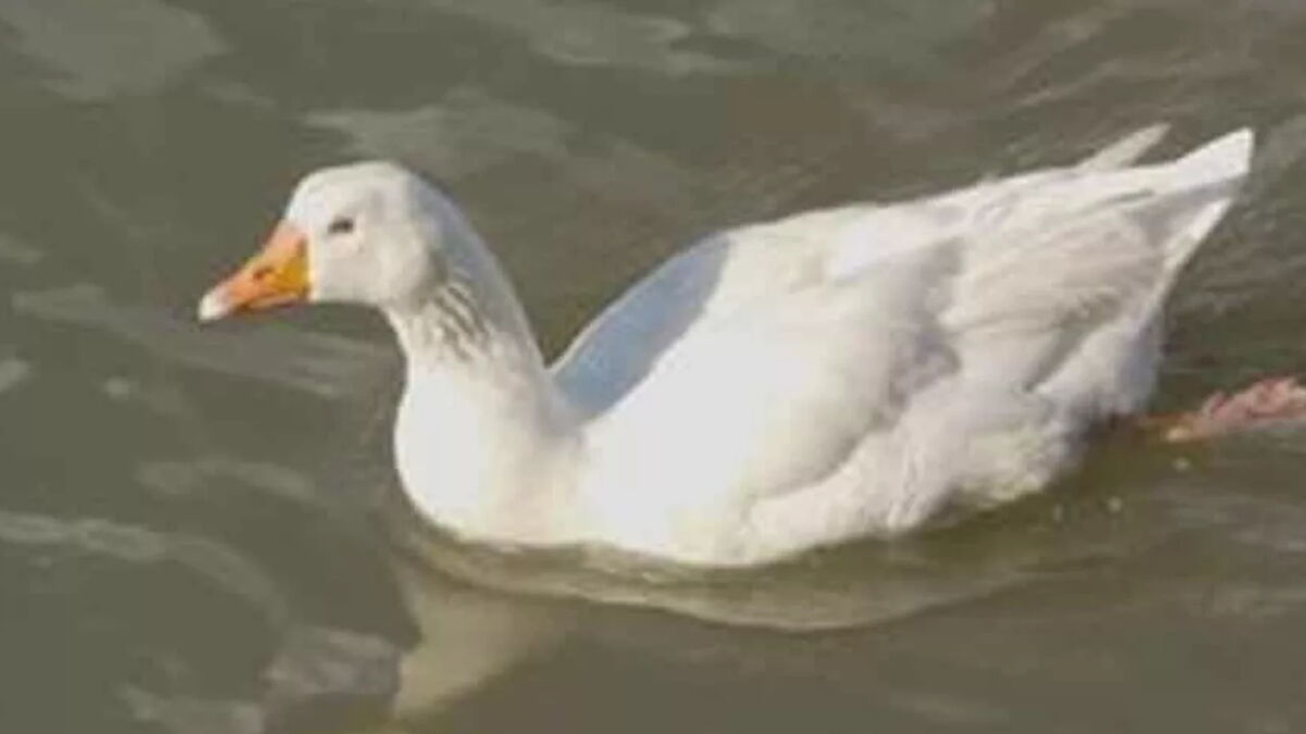 Town to erect statue in honour of a beloved goose