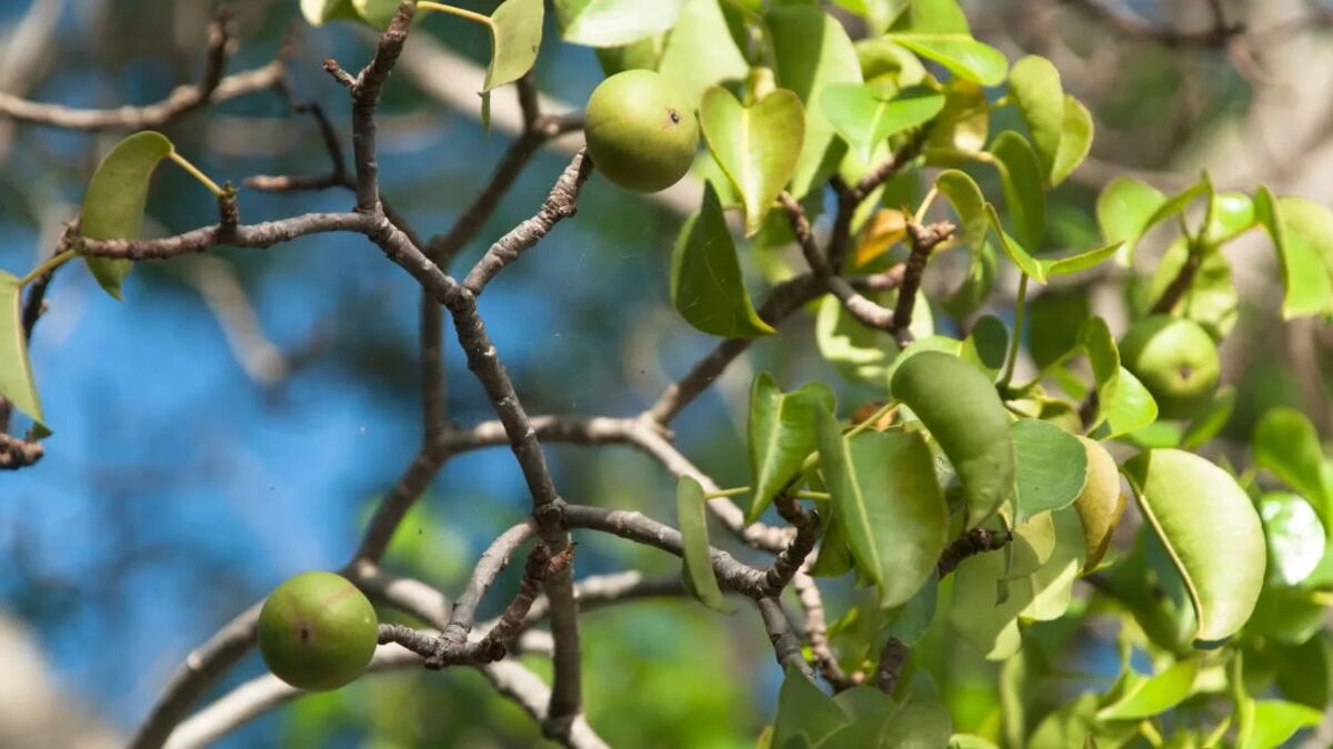 This Tree Is So Toxic, Even Standing Near It Could Land You In Hospital