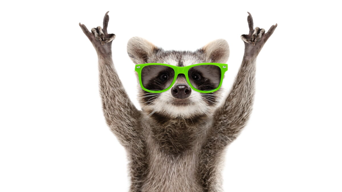 Drunk Raccoons Cause A Ruckus In A Residential Neighborhood