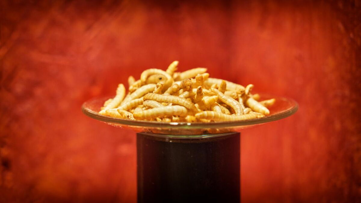 The EU authorises the marketing of insects as food for humans