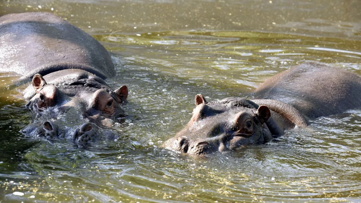 Runny-nosed hippos test positive for Covid-19