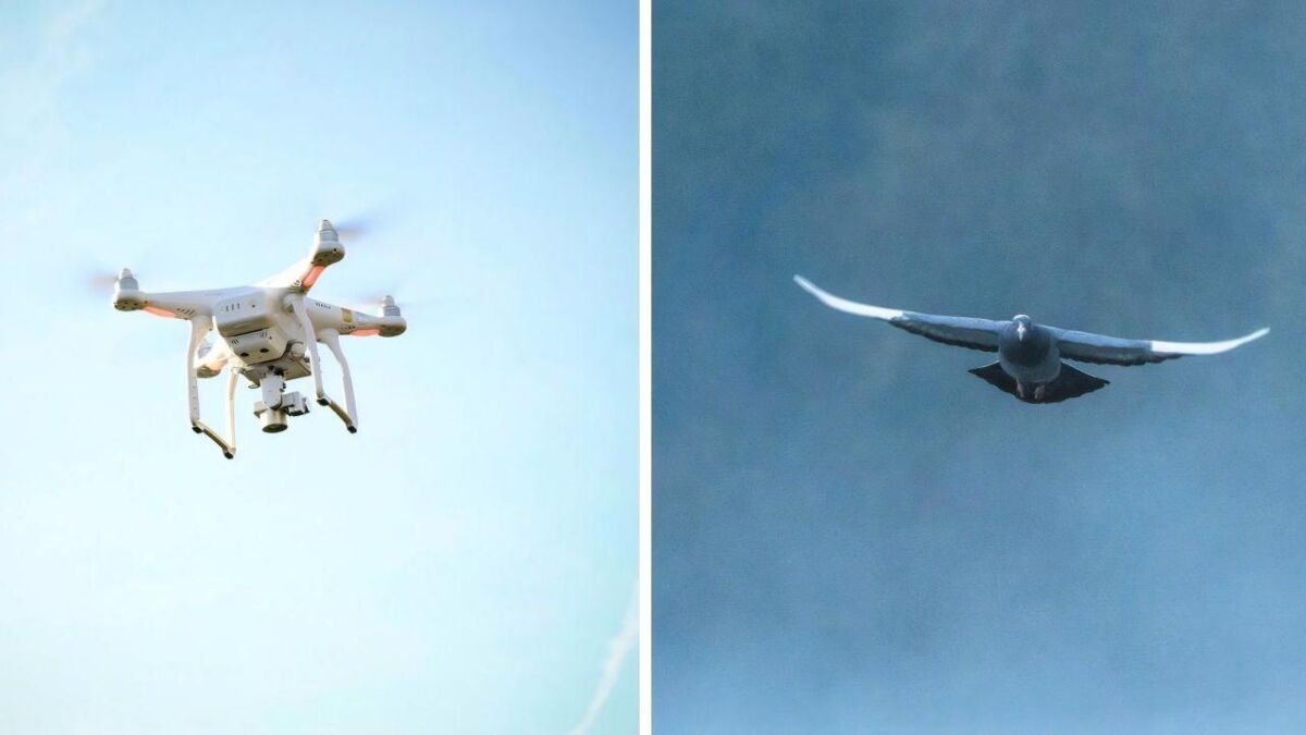 The incredible story of spy pigeons, the drones' precursors