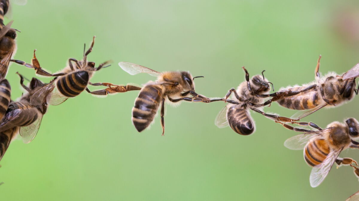Bees show incredible teamwork in an effort to reclaim their honey
