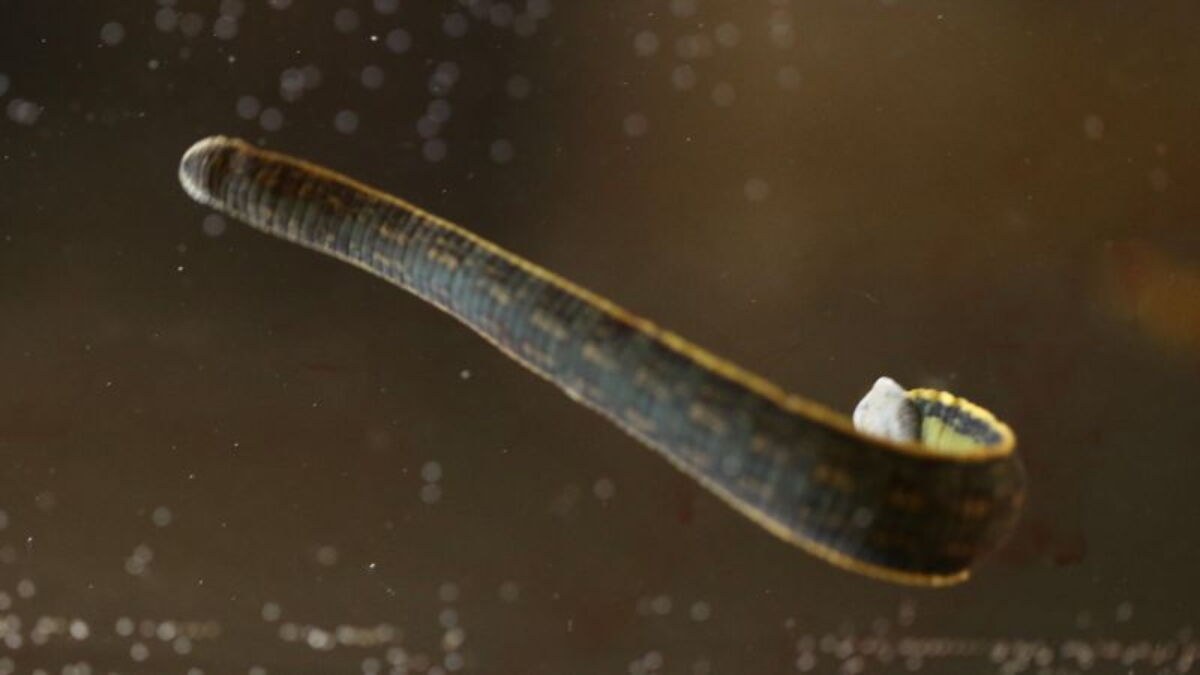 A Parasitic Worm That Went Extinct May Have Recently Resurfaced