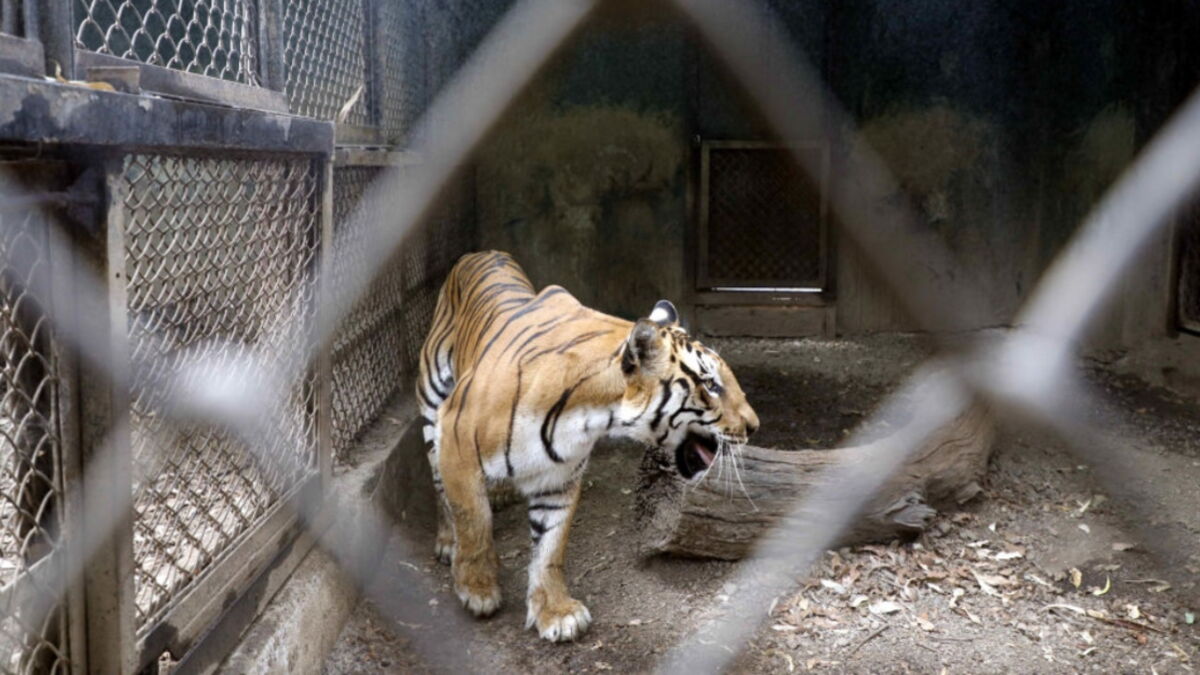 A Tiger Tested Positive for COVID-19 – Could This Mean Animals Are ...