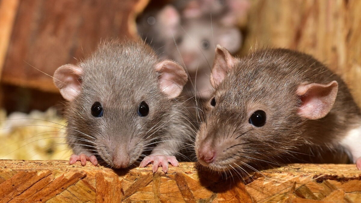 An army of hungry rats are taking over neighbourhoods across the UK