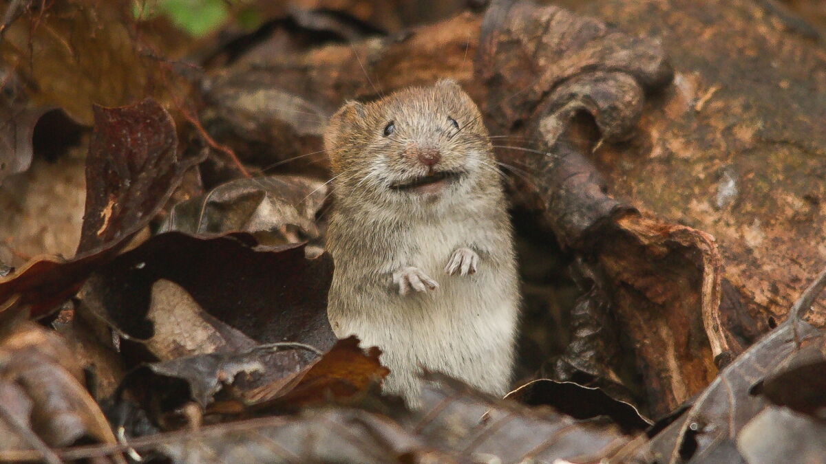 A mouse plague has been devastating Australia
