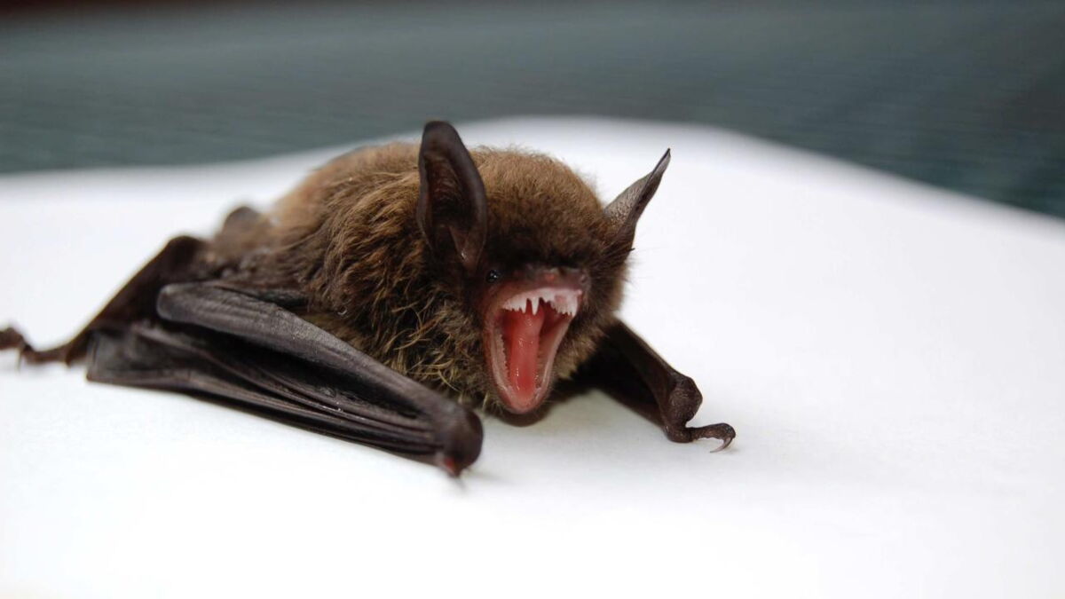 WHO investigation proves bats were being kept for research at Wuhan lab