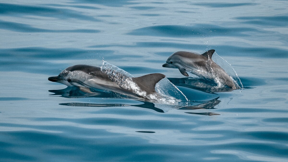 Morbillivirus: A new virus detected in a dolphin could start a global ...