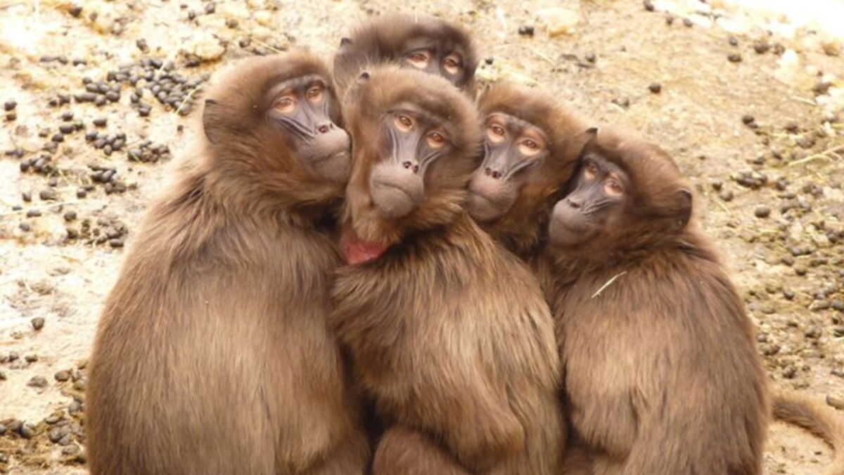 Researchers Clone 5 Genetically Modified Monkeys to Study the Effects ...