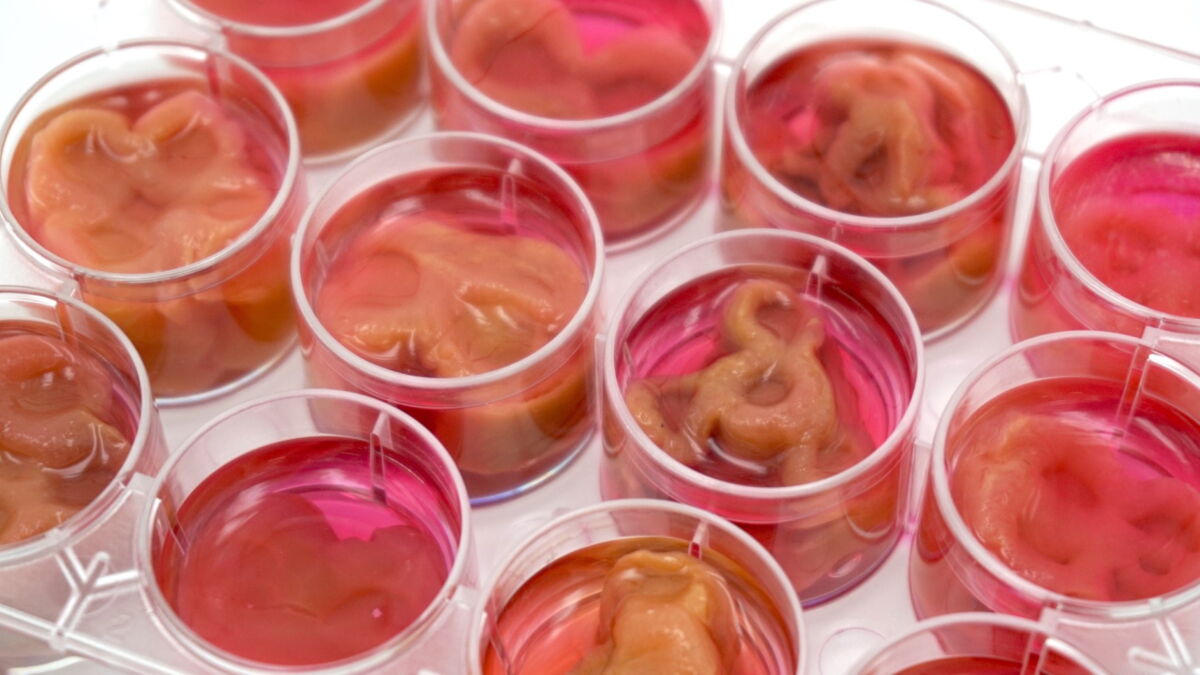 Scientists have discovered a method to create edible steak made from ...