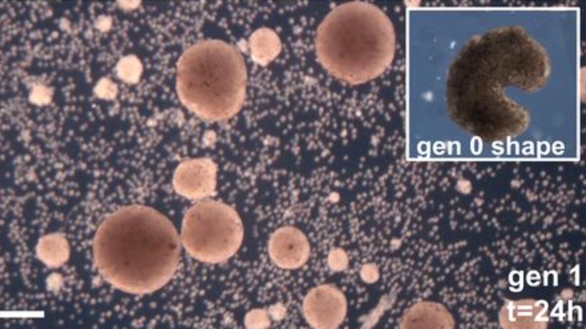 Scientists have created first living robots that can reproduce