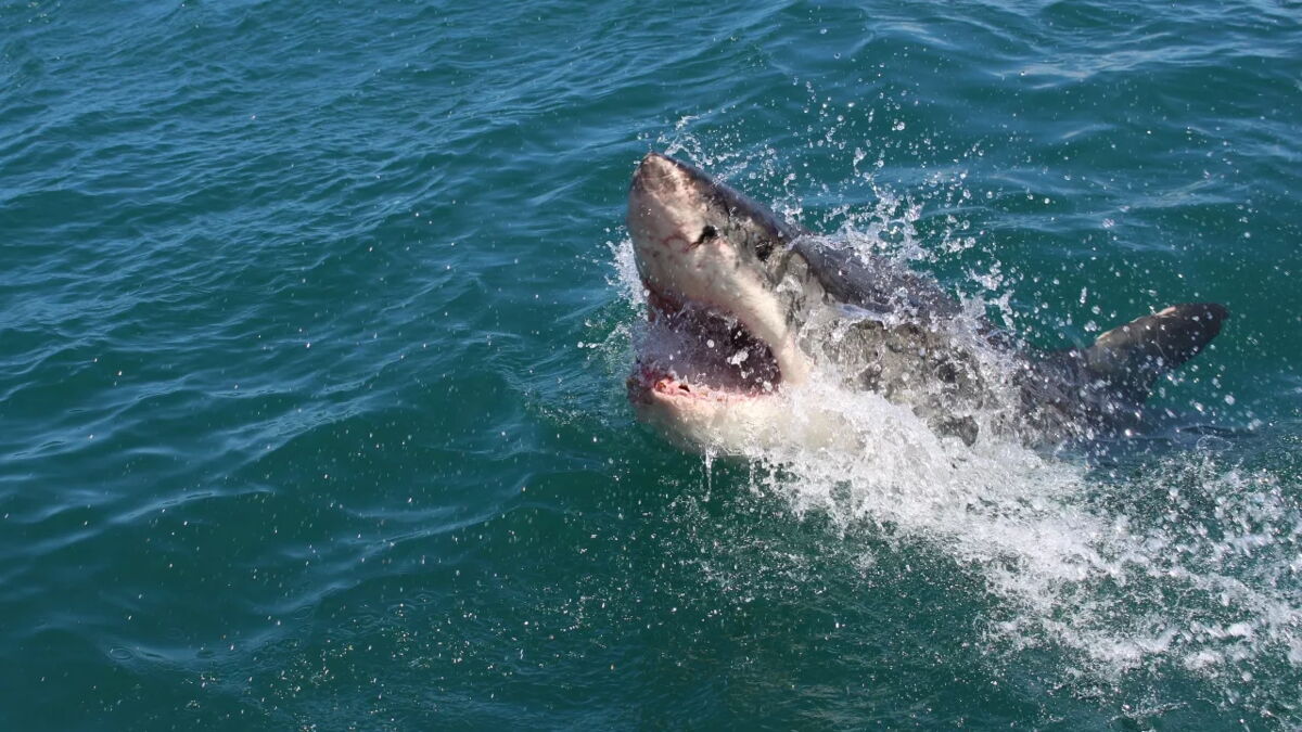 This is the world's largest great white shark and she's 6 metres long