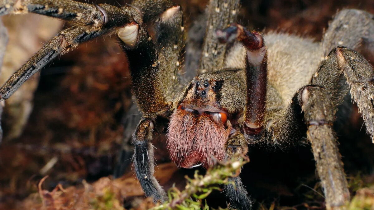 Meet phoneutra nigriventer, the spider who can give you an erection