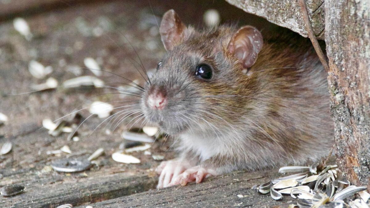 Australian woman wakes up to rodent nibbling on her eyeball