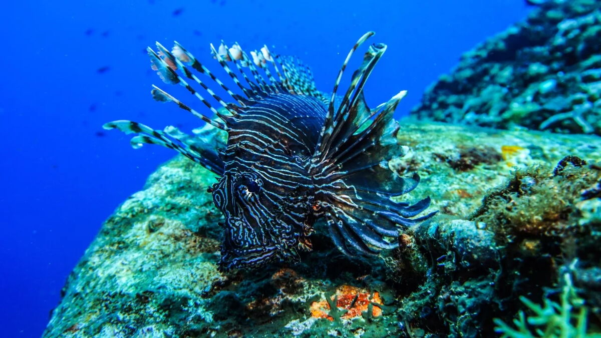Dangerous human-paralysing fish seen in British beach for the first ...