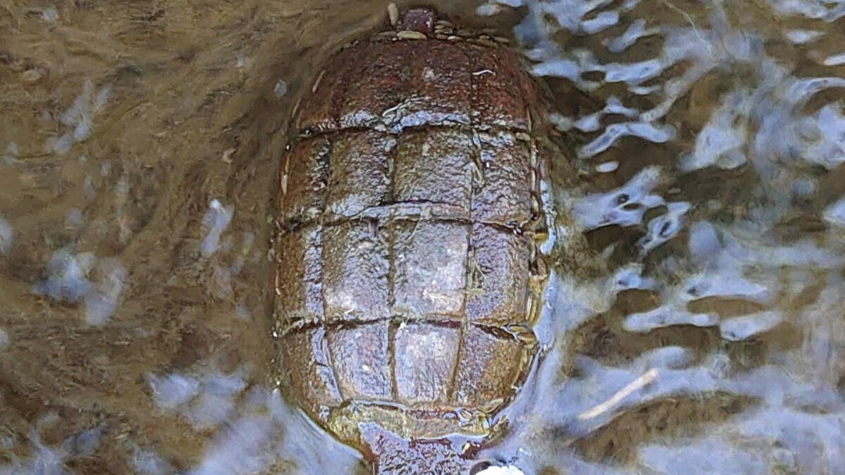 Father and son were moments away from danger after mistaking a grenade ...