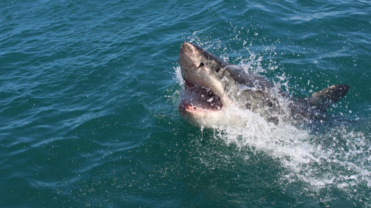 Man caught on camera wrestling shark with his bare hands