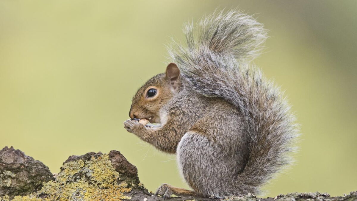 Rogue squirrel attacks 18 people in two-day rampage