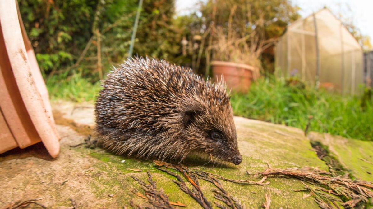 New Zealand wants to eradicate hedgehogs from their archipelago
