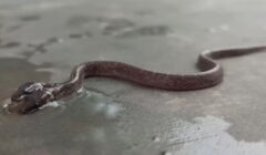 Impressive Images of an Anaconda Swallowing Its Prey (Video)
