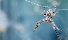 Meet Bagheera kiplingi: The only vegetarian spider in the world