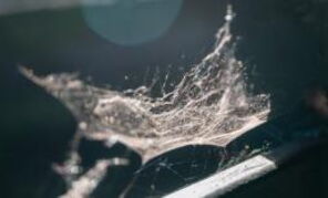 Meet Bagheera kiplingi: The only vegetarian spider in the world