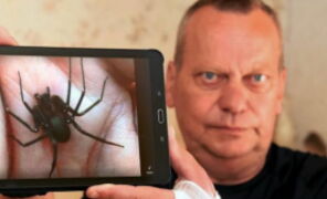 Meet Bagheera kiplingi: The only vegetarian spider in the world