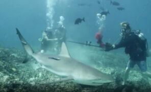 Science finally reveals why sharks attack humans