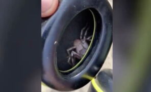 Meet Bagheera kiplingi: The only vegetarian spider in the world