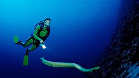The poisonous sea snakes looking to mate with scuba divers