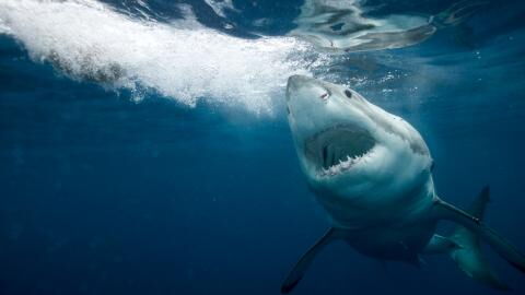 World's most battered great white shark spotted