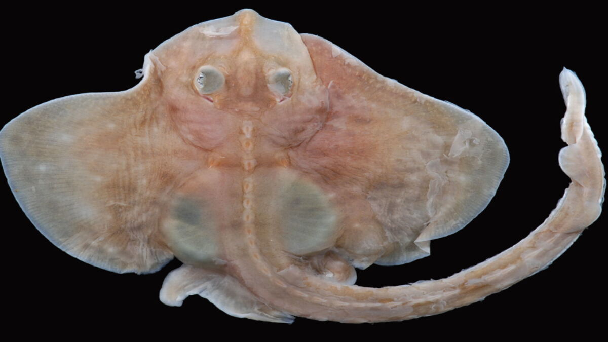 Fisherman Left Astounded After Hauling Strange Three-Legged Creature ...